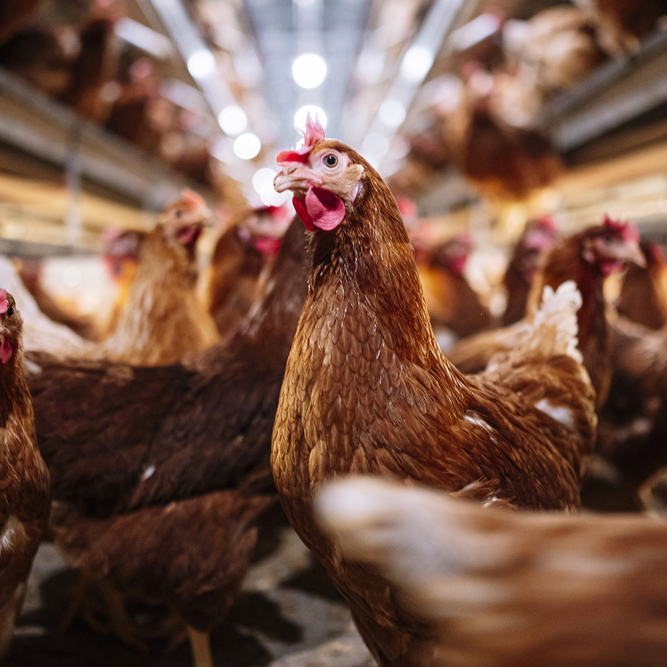 TPI Insurance – For the Journey Ahead